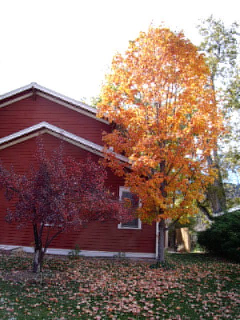 Boulder Fall Colors