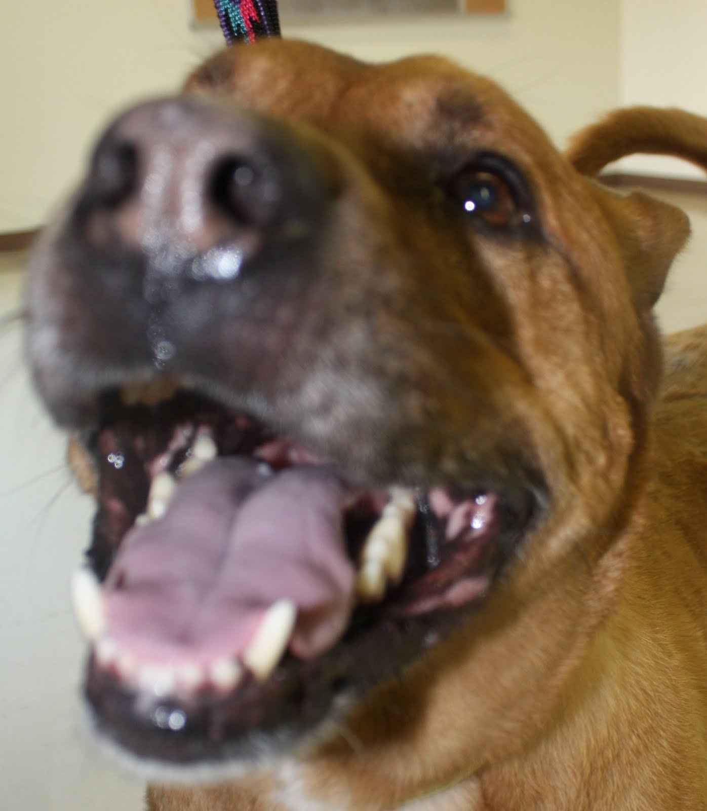 No More Homeless Pets in Utah: Aslan, the Dog With the Irrepressible Smile