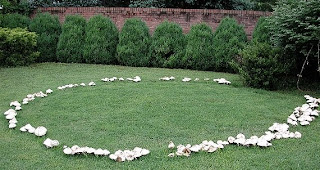 Smaller Manhattans: Fairy Circle