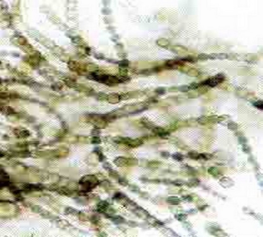 ASE . Terre: Conférence . Terre . n°1 : Le Précambrien