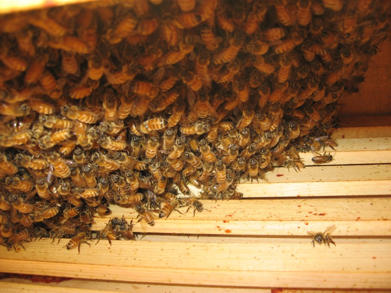 Wallace Bees: Bee Clusters