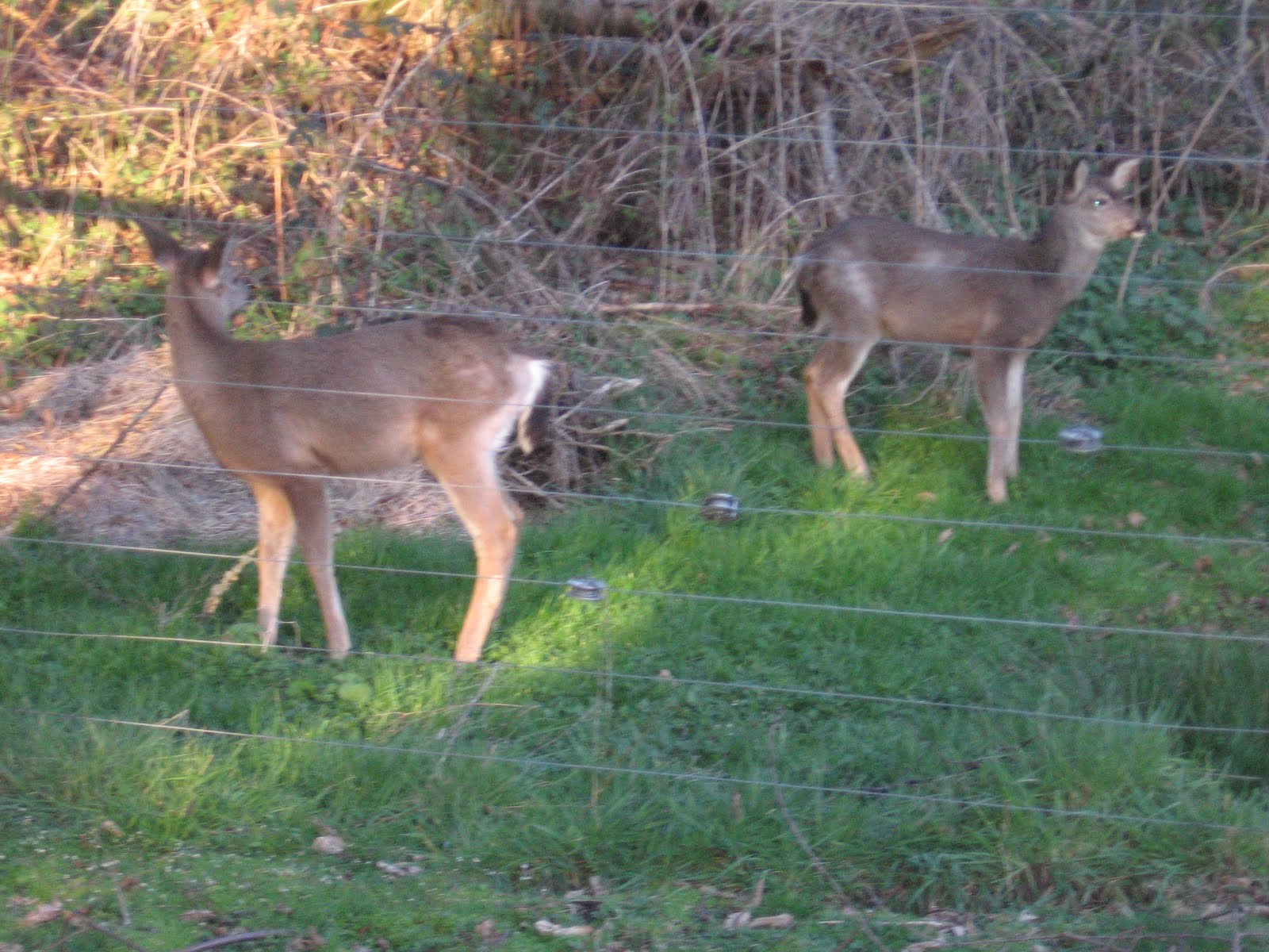 Three Lakes Farm: Welcome to our farm!