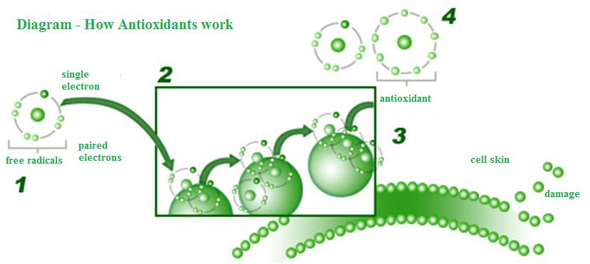 Antioxidant to Fight with Free Radicals