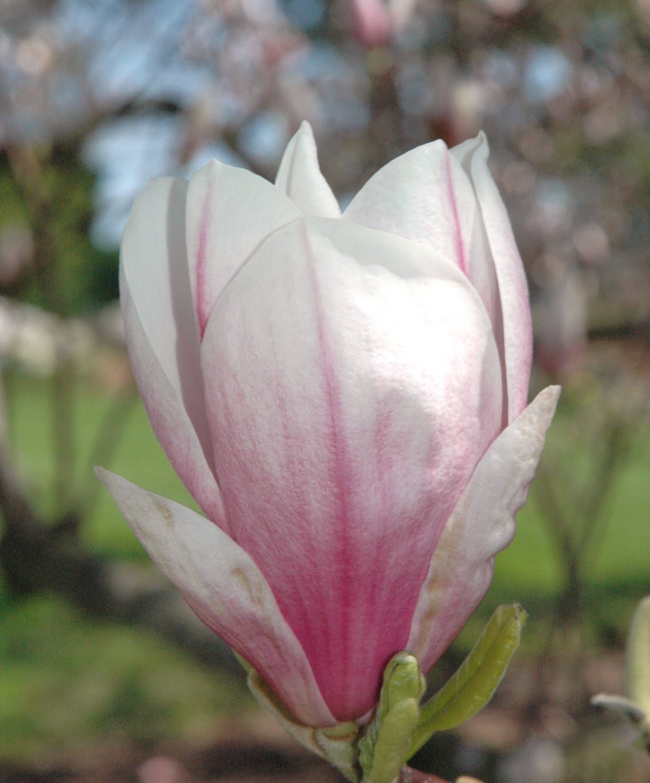 Collins Gifts: Spring Trees & Flowers