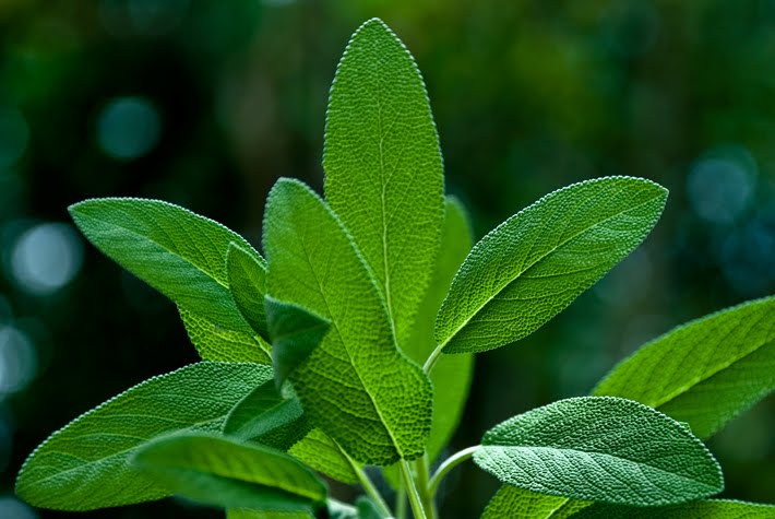 Sítio Vista Alta - Ervas: Indicações: