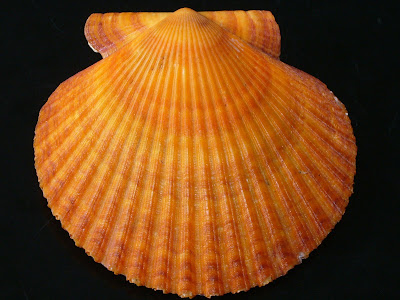 gisela-shells: Argopecten purpuratus (Lamarck, 1818)