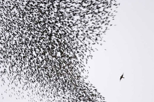 SWARM/ACCUMULATE/CLUSTER