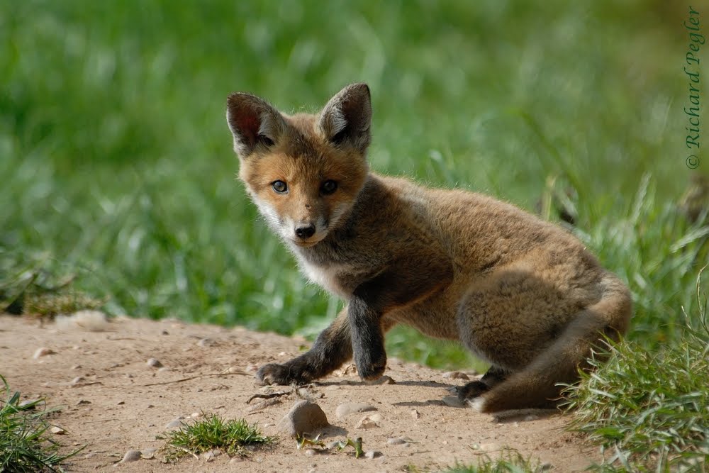 Pegler Birding: Local Patch Fox Cubs - on 9th June, 2010