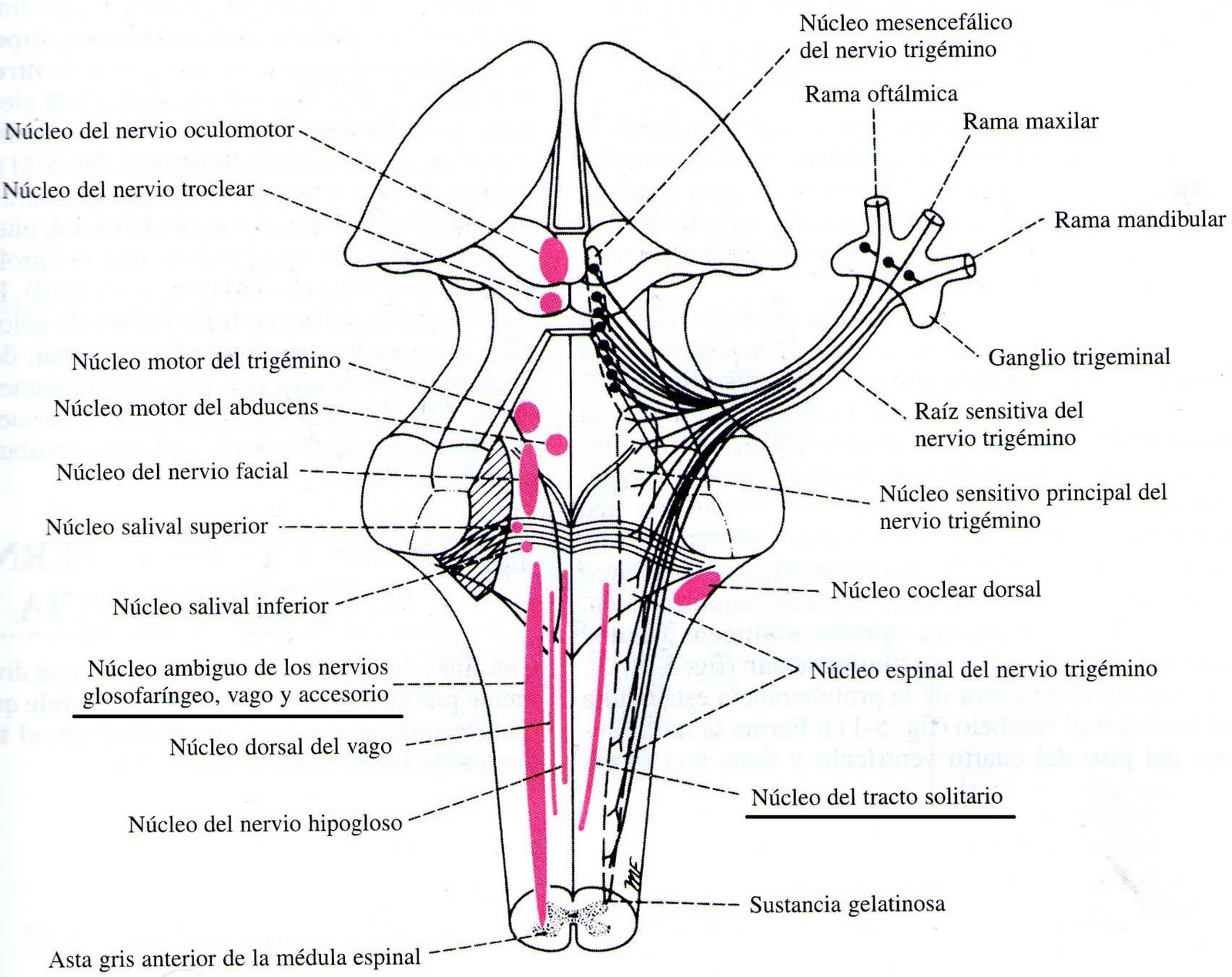 Deglución, alteraciones y tratamiento: Control neurofisiológico de la ...