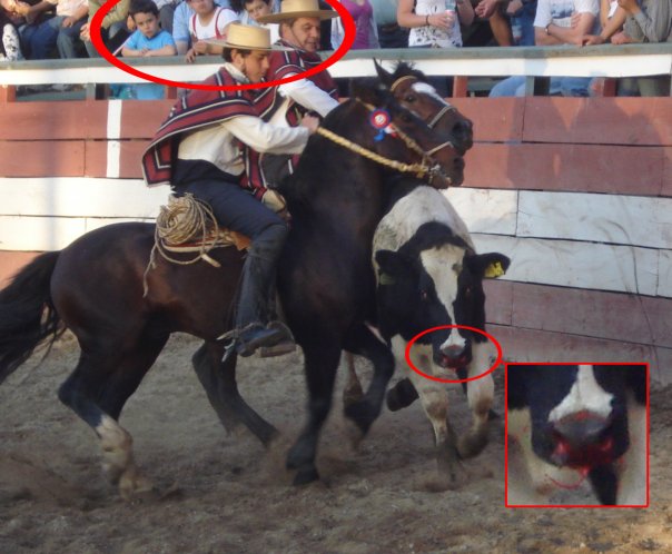 Atina: Rodeo Chileno: Tradicion y entretencion acosta del sufrimiento ...