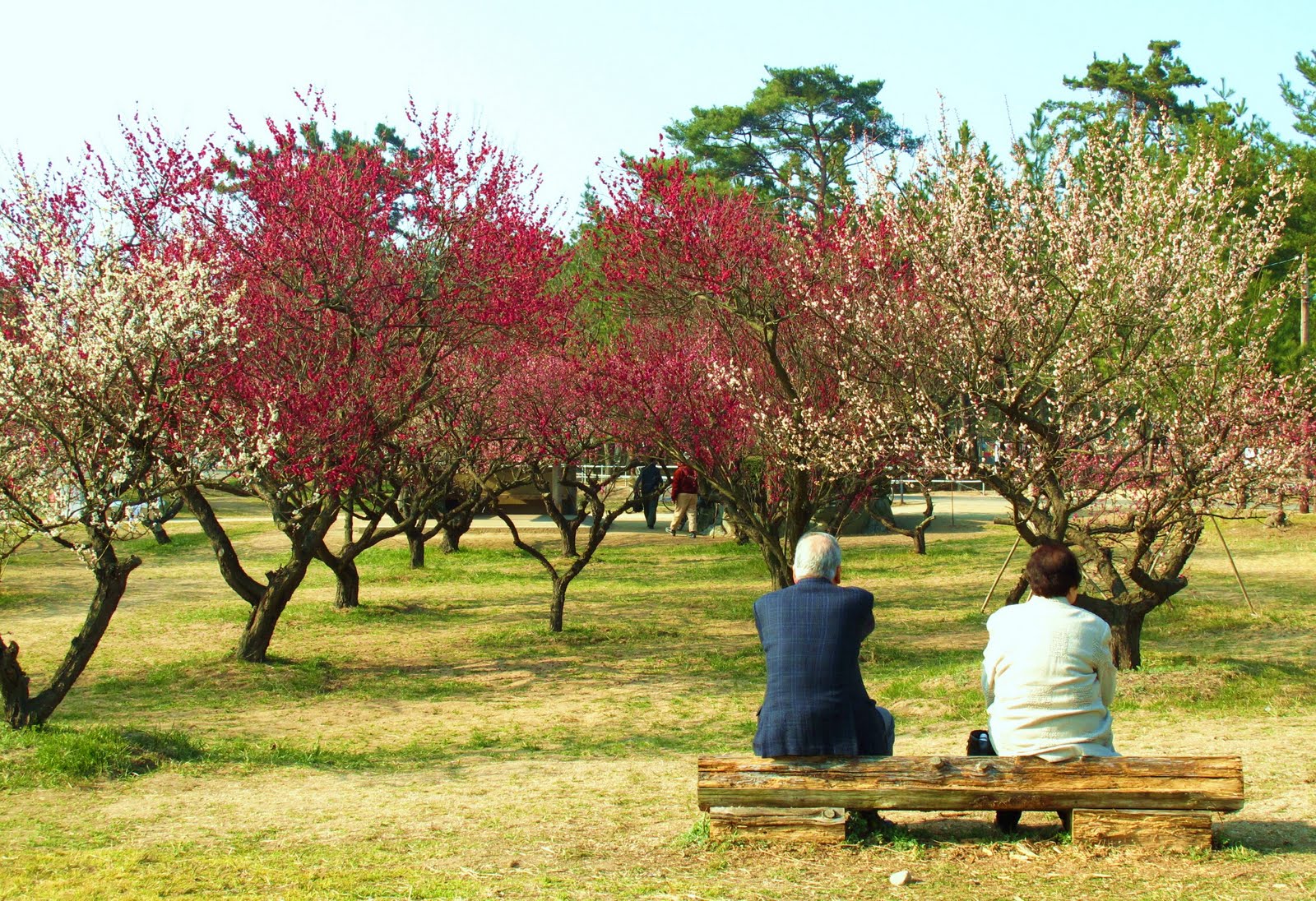 Liz Takes Japan: What exactly is "inaka"?