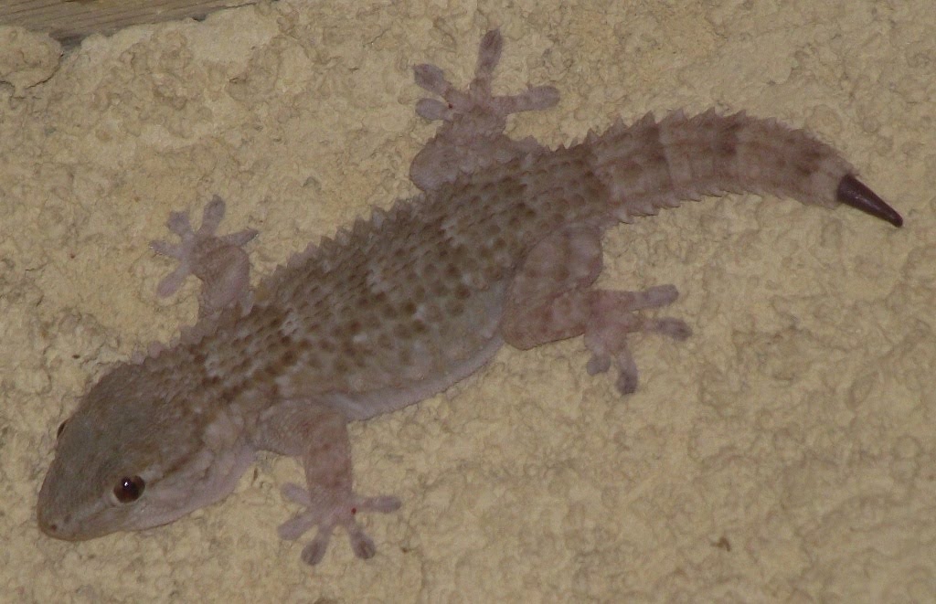 Nini Petits Boutis: Tarente de Maurétanie