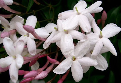 YASMINA..... THE WHITE FLOWER: Mi nina mi amor mi rayo de luz