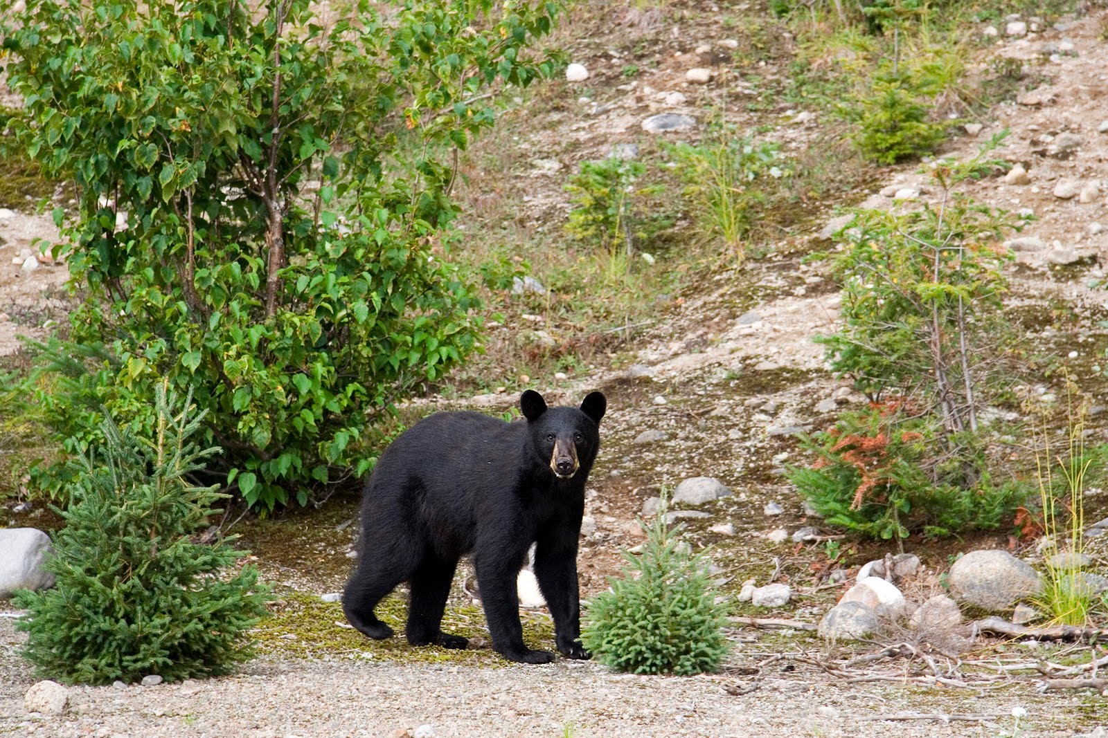 Hawaii Hiking, Backpacking, and Camping Blog: Butch the Koolau Bear