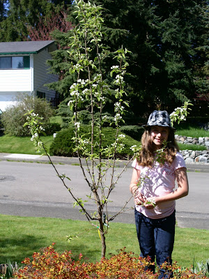 A Gardener in Progress: Pear trees are blooming!