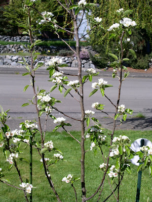 A Gardener in Progress: Pear trees are blooming!