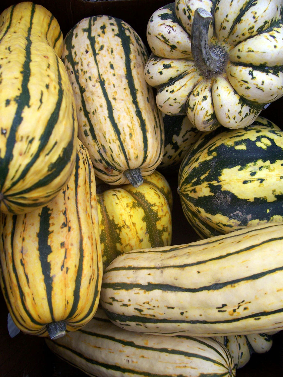 Everywhere A Squash Squash - Pitt Rehab