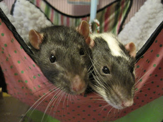 Happy Rat Blog: My Happy Rats