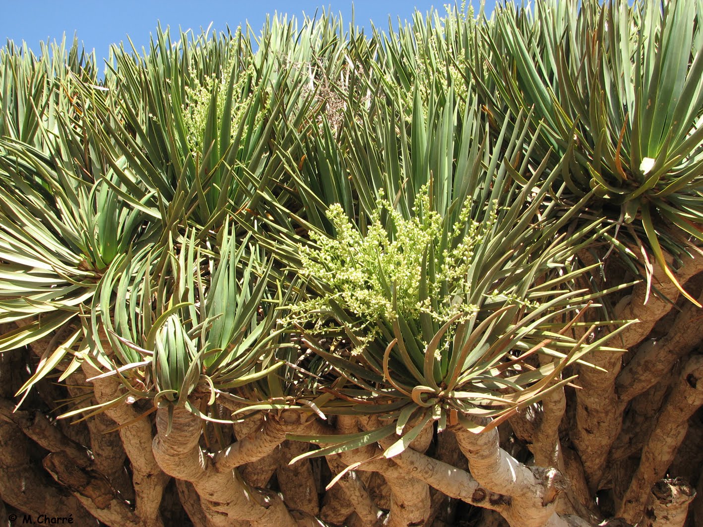 Partir ensemble ailleurs: YEMEN - ÎLE DE SOCOTRA