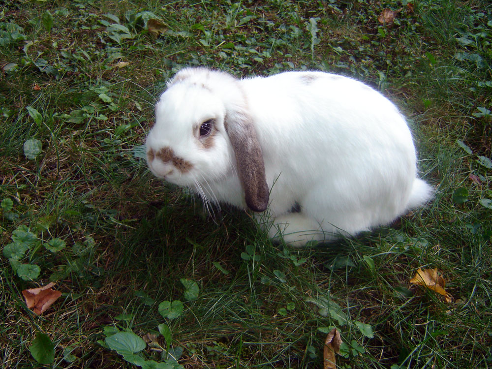 Art by Katalin: introducing.....Charlie rabbit