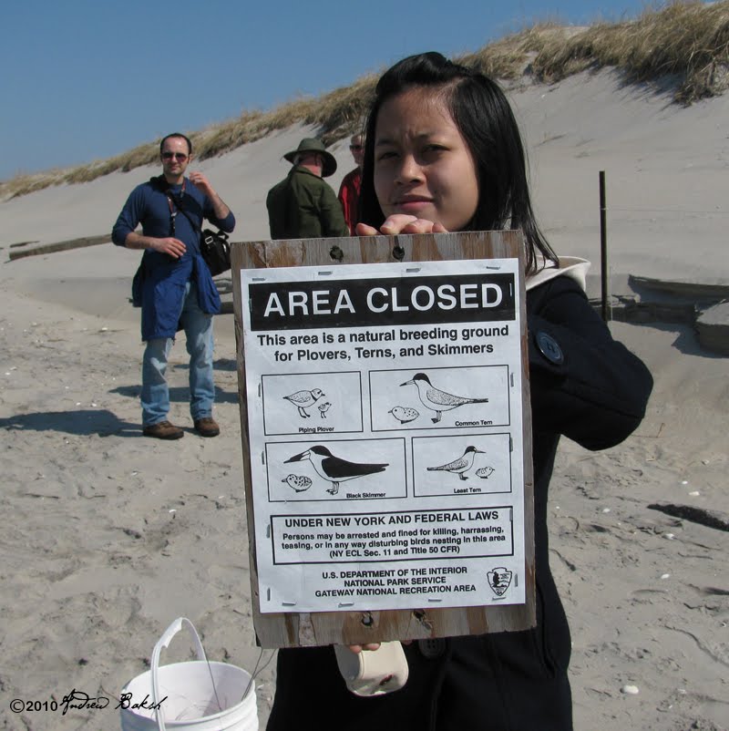 Birding Dude: Piping Plover Day at Breezy Point Queens NY…