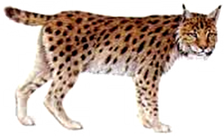 ProNatura: Râsul (linxul)