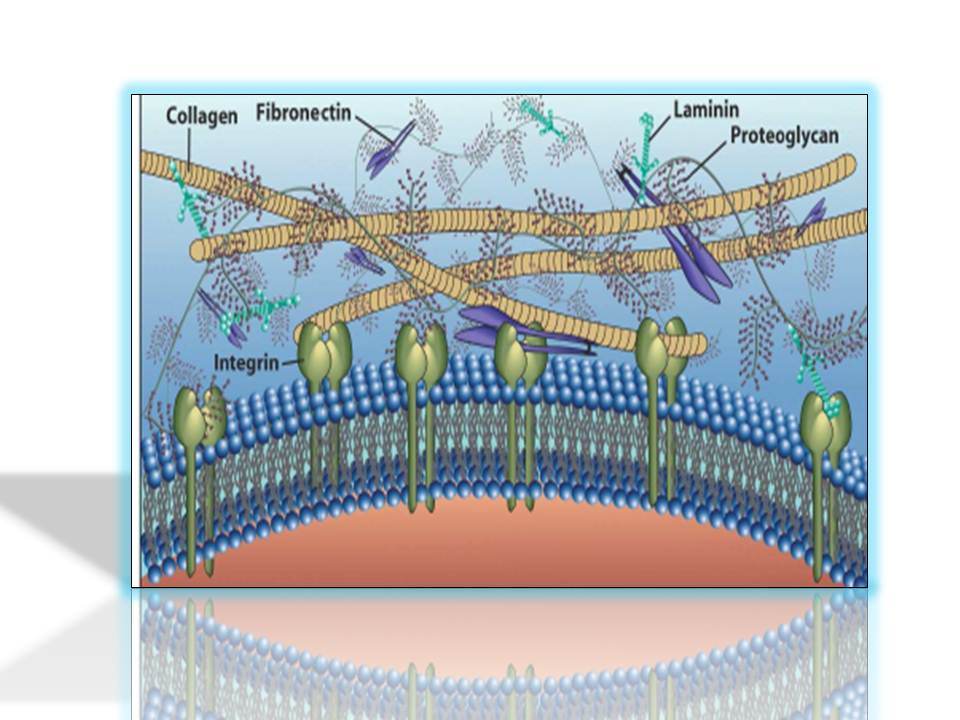 BIOLOGÍA CELULAR: RESUMEN Y PRESENTACIÓN: CÁNCER