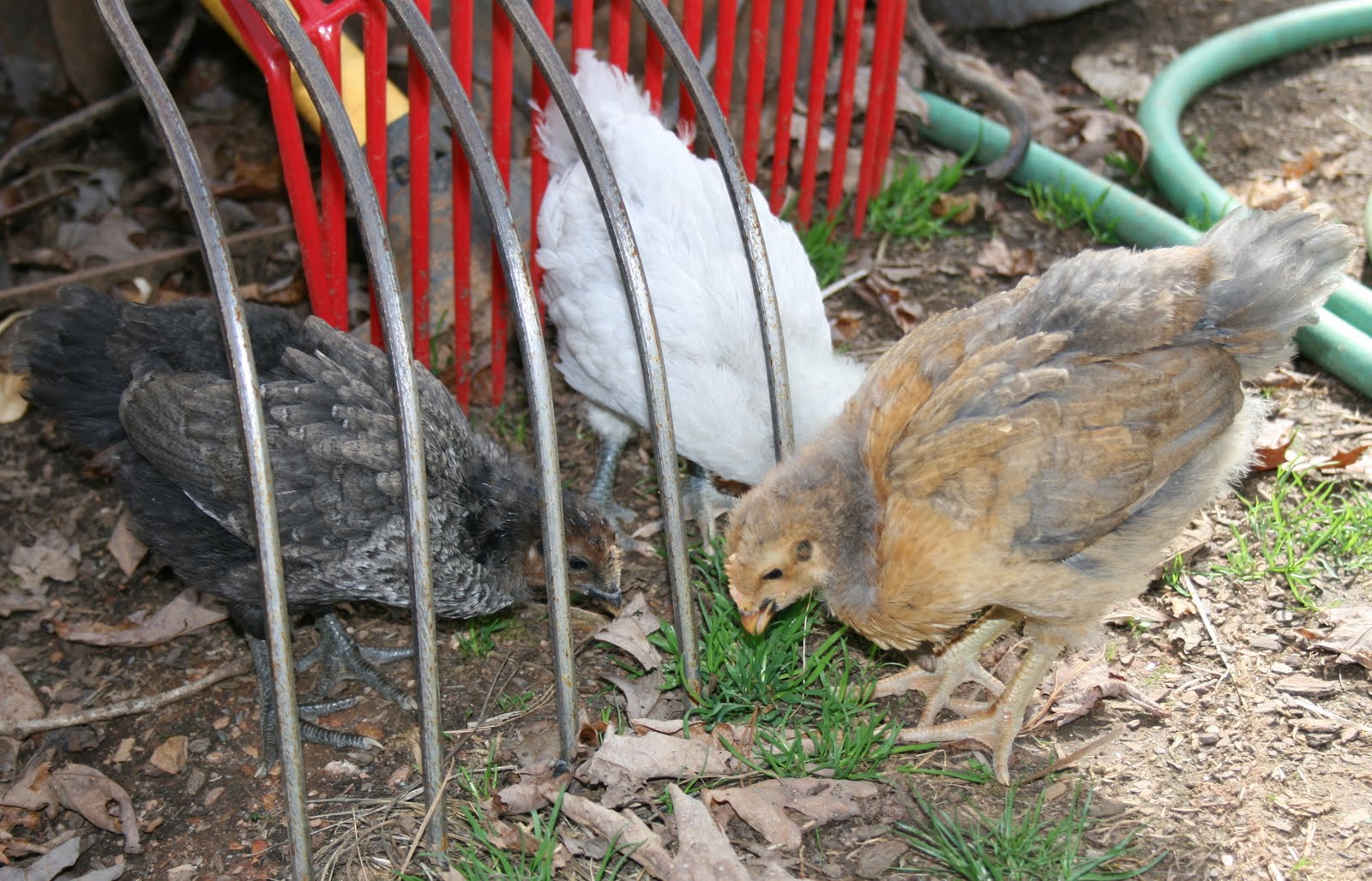 A Tiny Homestead: Baby Chicks first day out hiding in the tools