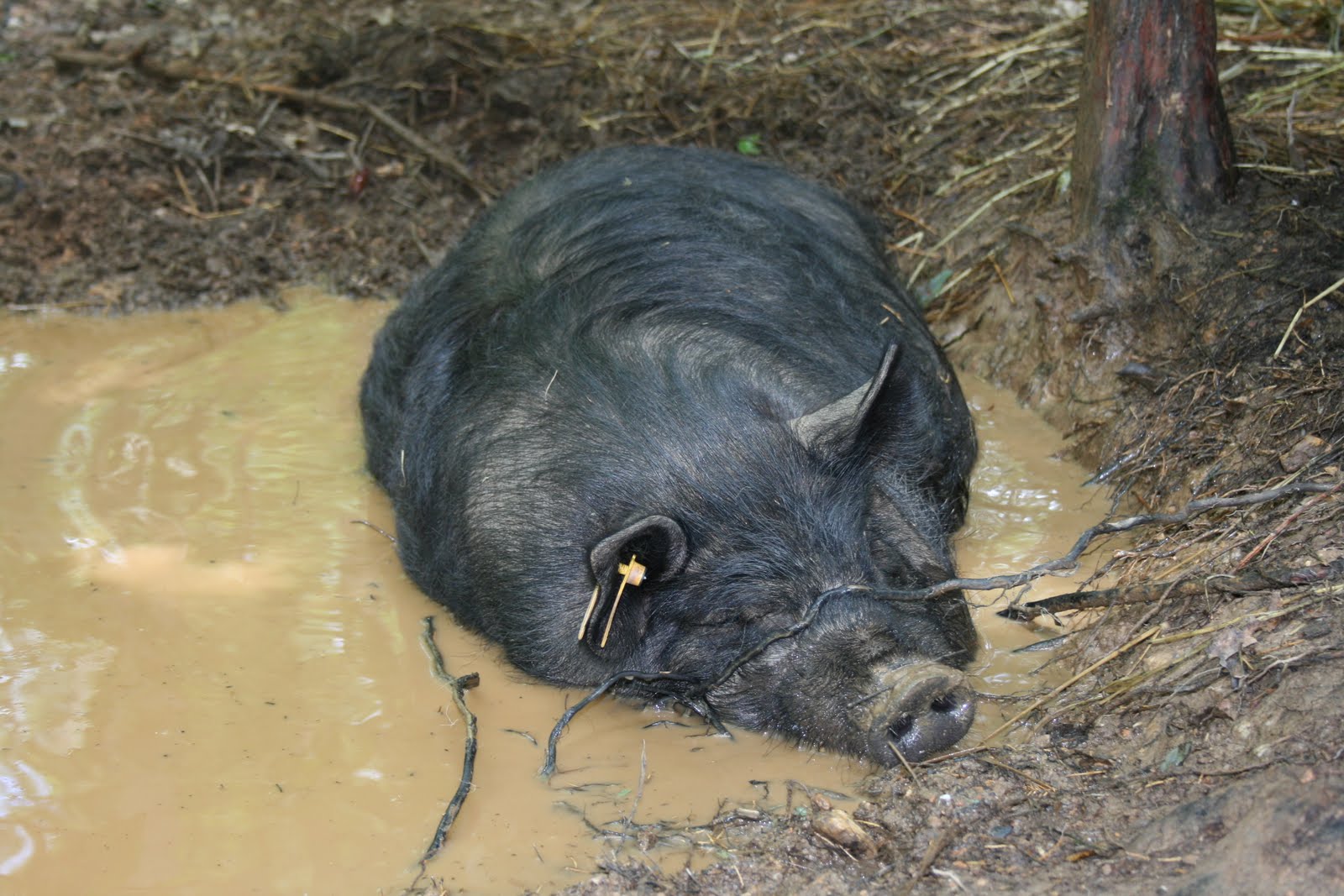 A Tiny Homestead: July 2010