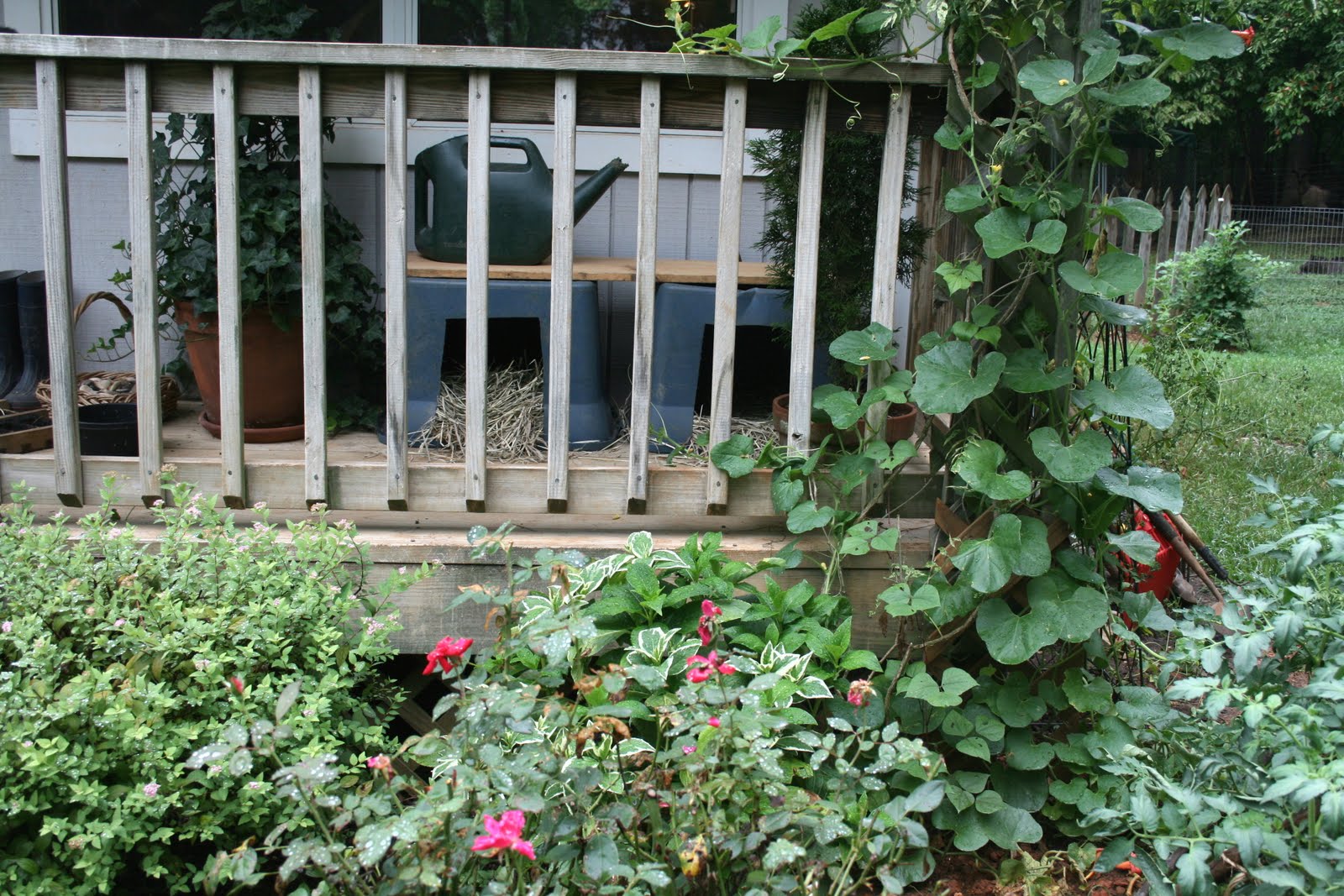 A Tiny Homestead: August 2010