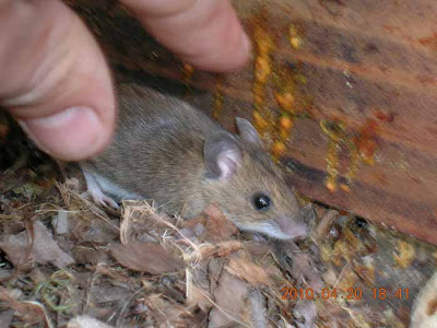 JOSEBAMIEL EROA: El ratón (fotos)