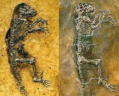 Sophimanía: Presentan a "Ida": fósil de ancestro humano de 47 millones ...