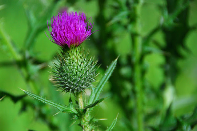 Thistle | Sunshine Coast Daily Photo