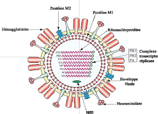medecin en ligne: Orthomyxovirus (virus de la grippe)