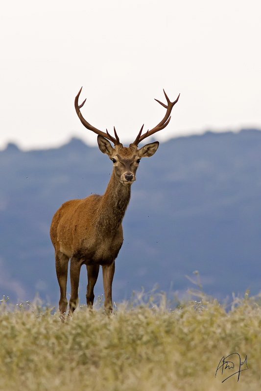 Fauna y FOTOS: CIERVO joven observándonos