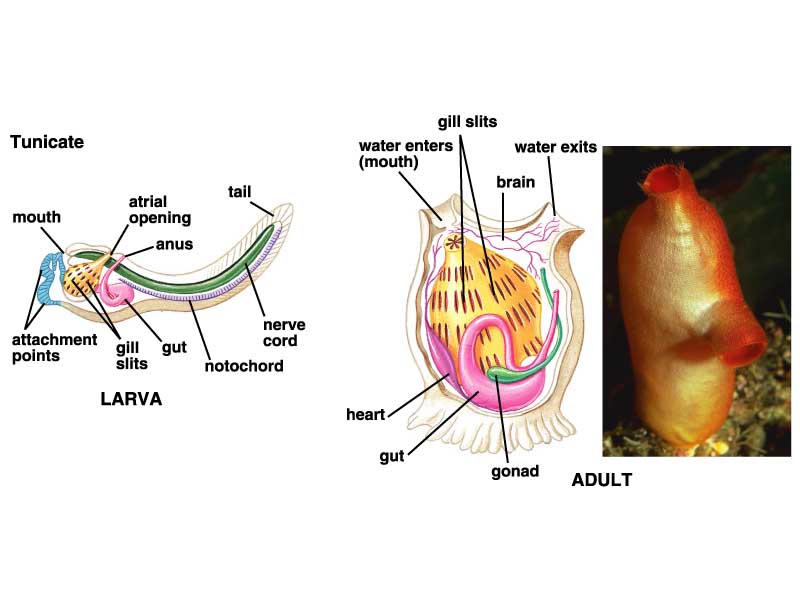 Alien Life Park: Animal (continued)