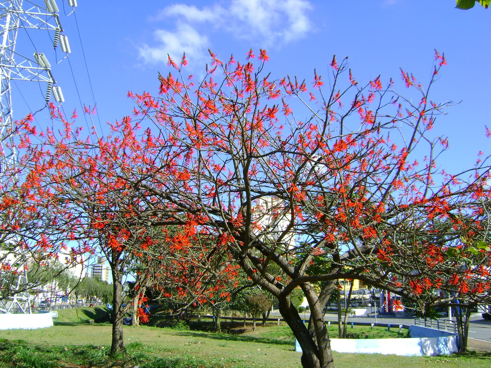 Simplesmente Fascinante: Erythrina Velutina vulgo Suinã...Mulungu...