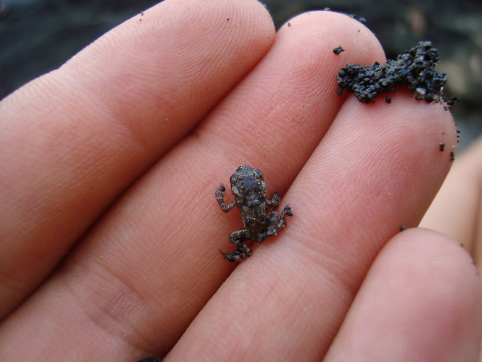 Vita Pita: A study of four legged creatures and homes on the go.