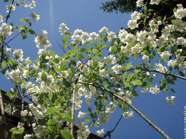 TuzlaDailyPhoto: Yasmin tree