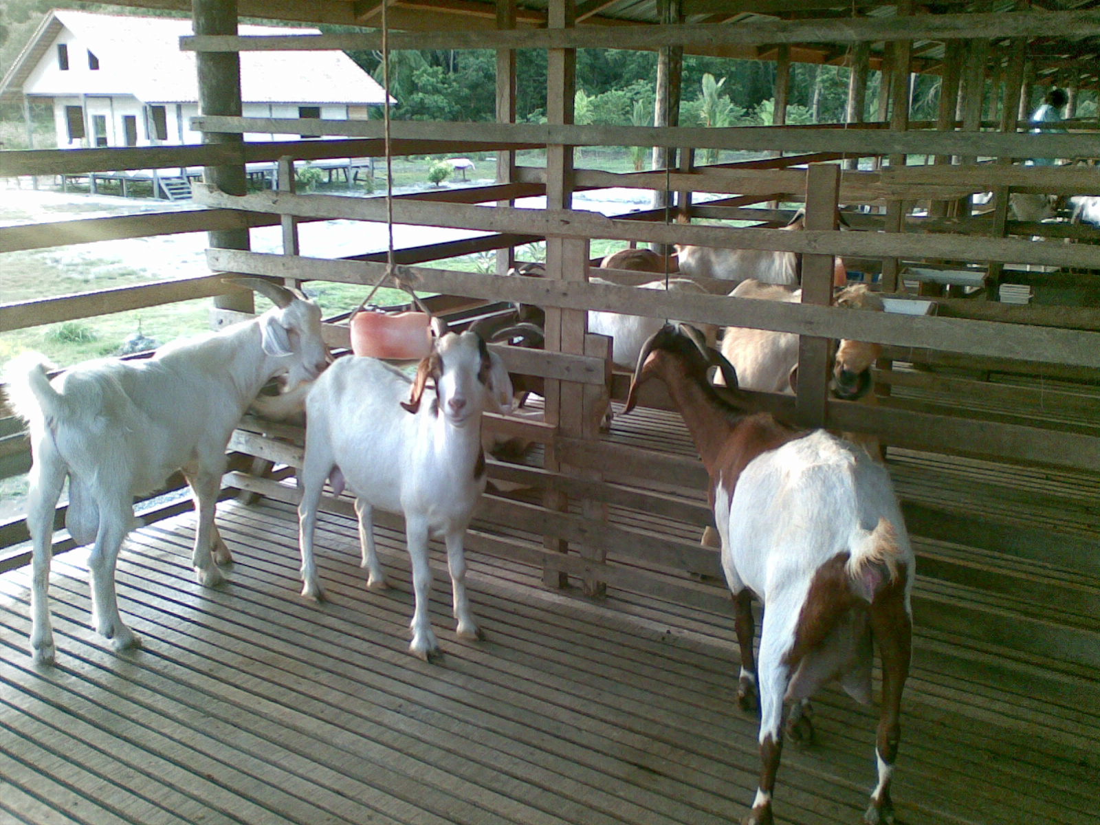 GOAT FARMING IN MALAYSIA: Nutritious Goat Milk Terengganu aims to be ...