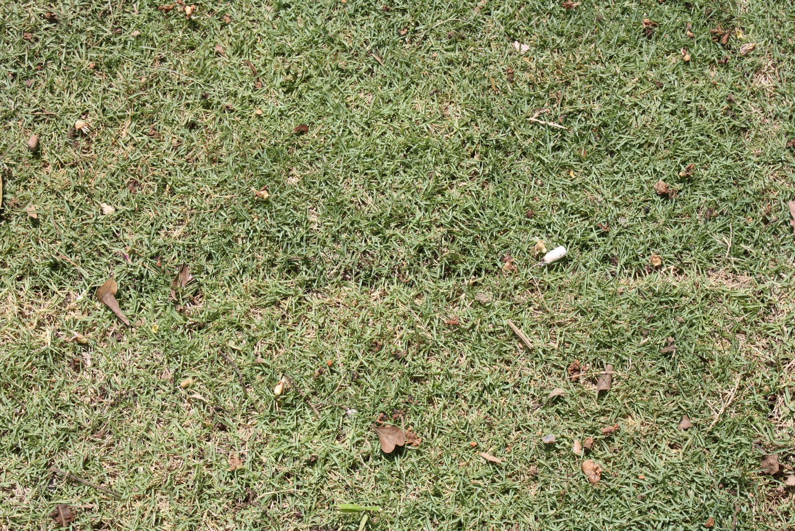 EMIL'S GARDEN: Pearl Grass In My Garden