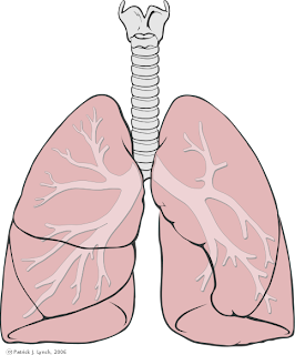 respostas!: O Pulmão Humano