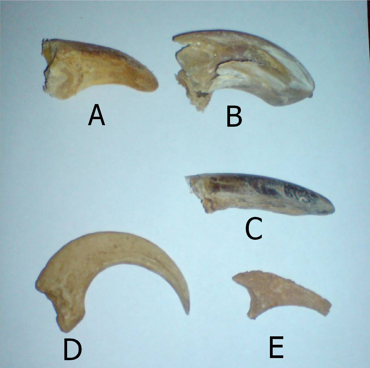 3D2Dinosaur: Una lección de garras