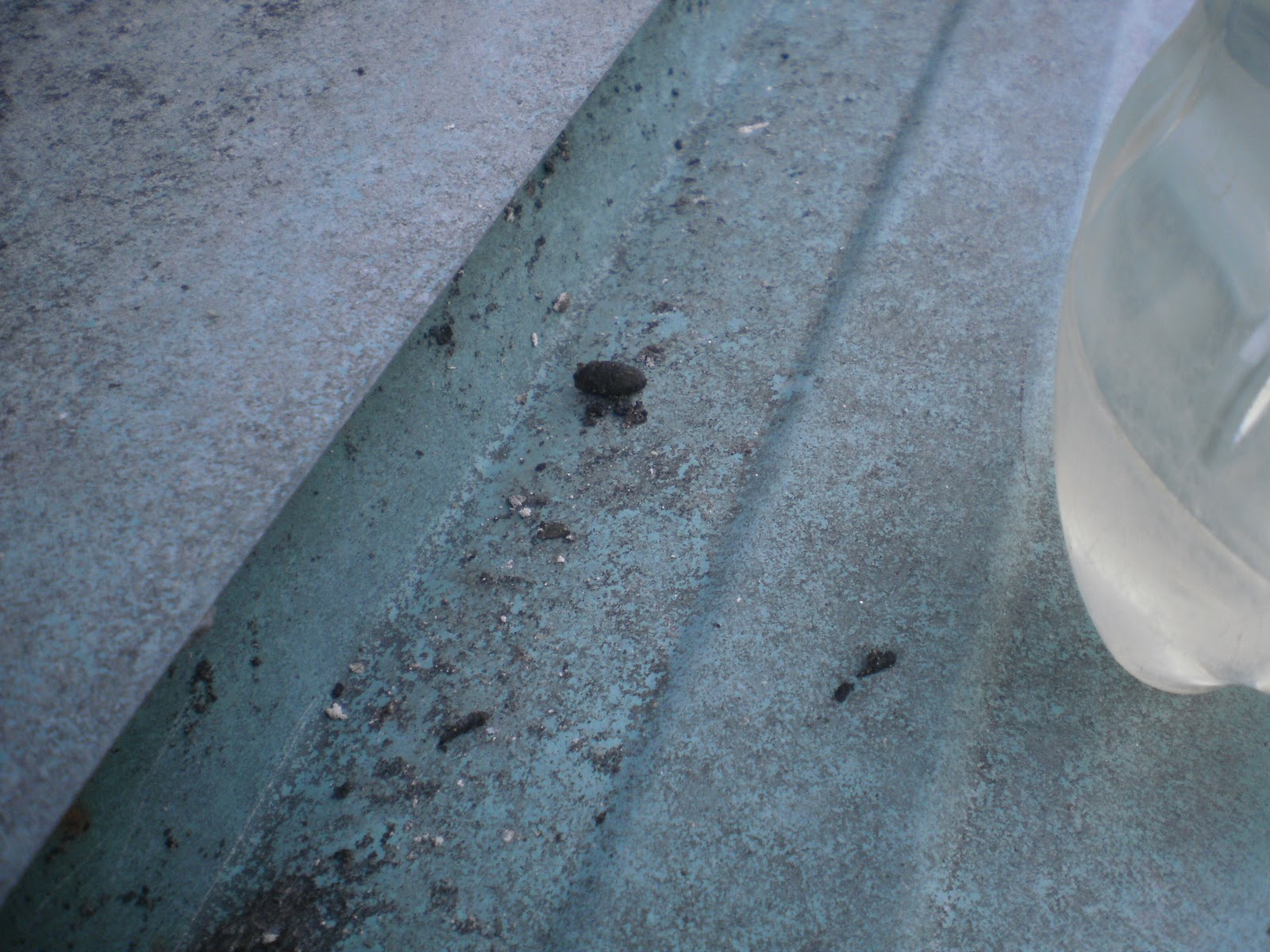 Rat Droppings and Rat Dead: Rat Droppings and Rat Dead