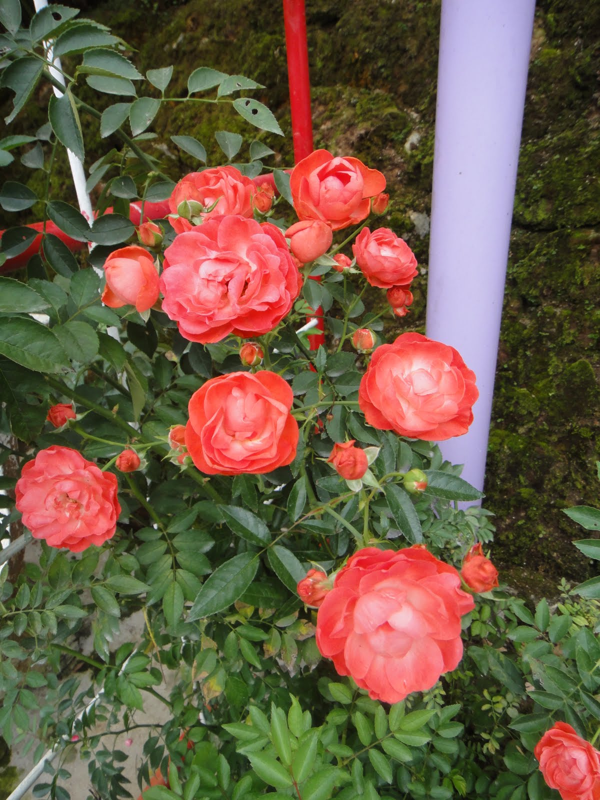 Gardening Dream Inspire: Rose Valley in Cameron Highlands