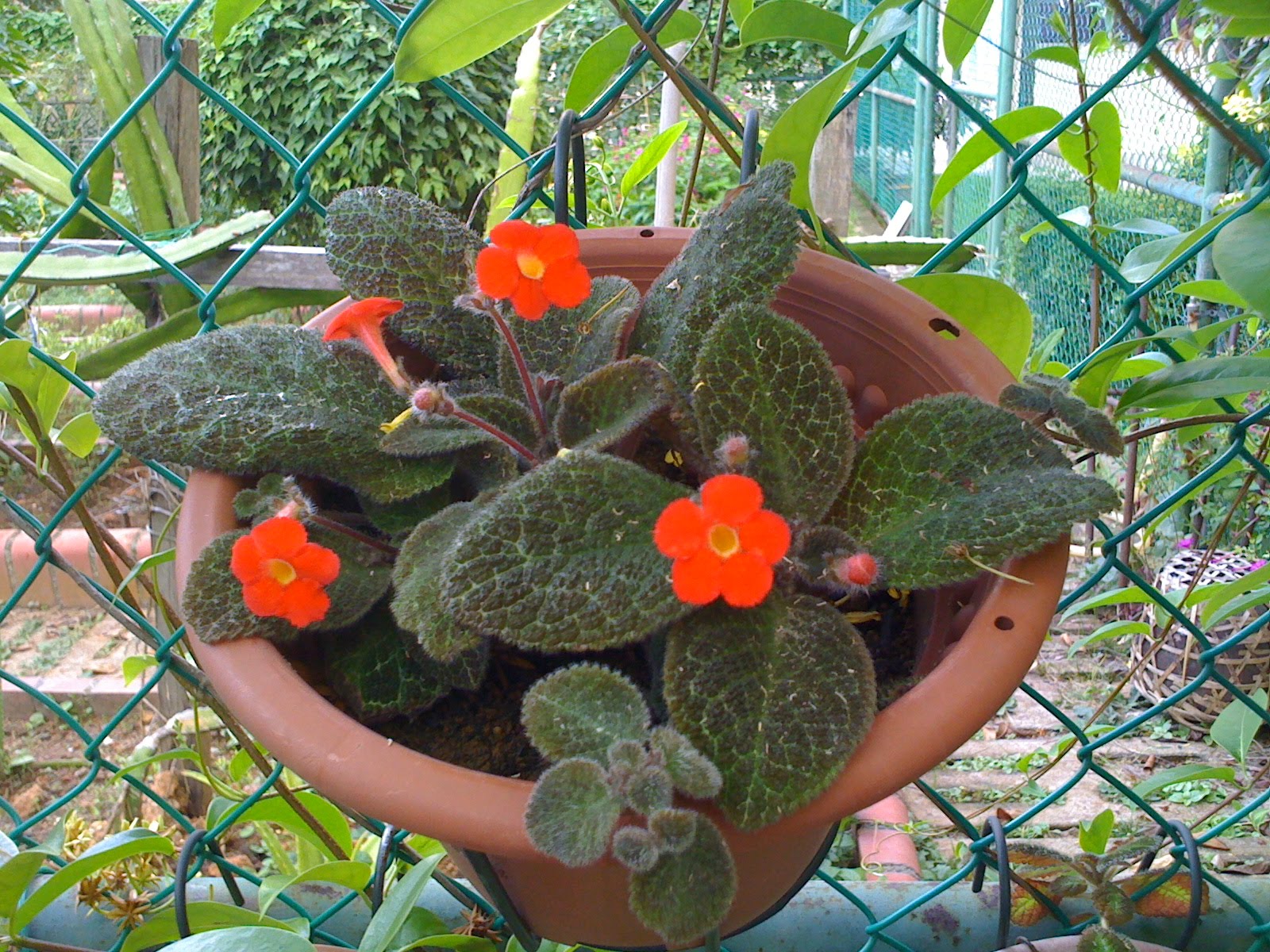 Gardening Dream Inspire: Episcias Corner in the CG