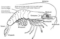 FRANS_BLOG: PASIFIC WHITE SHRIMP