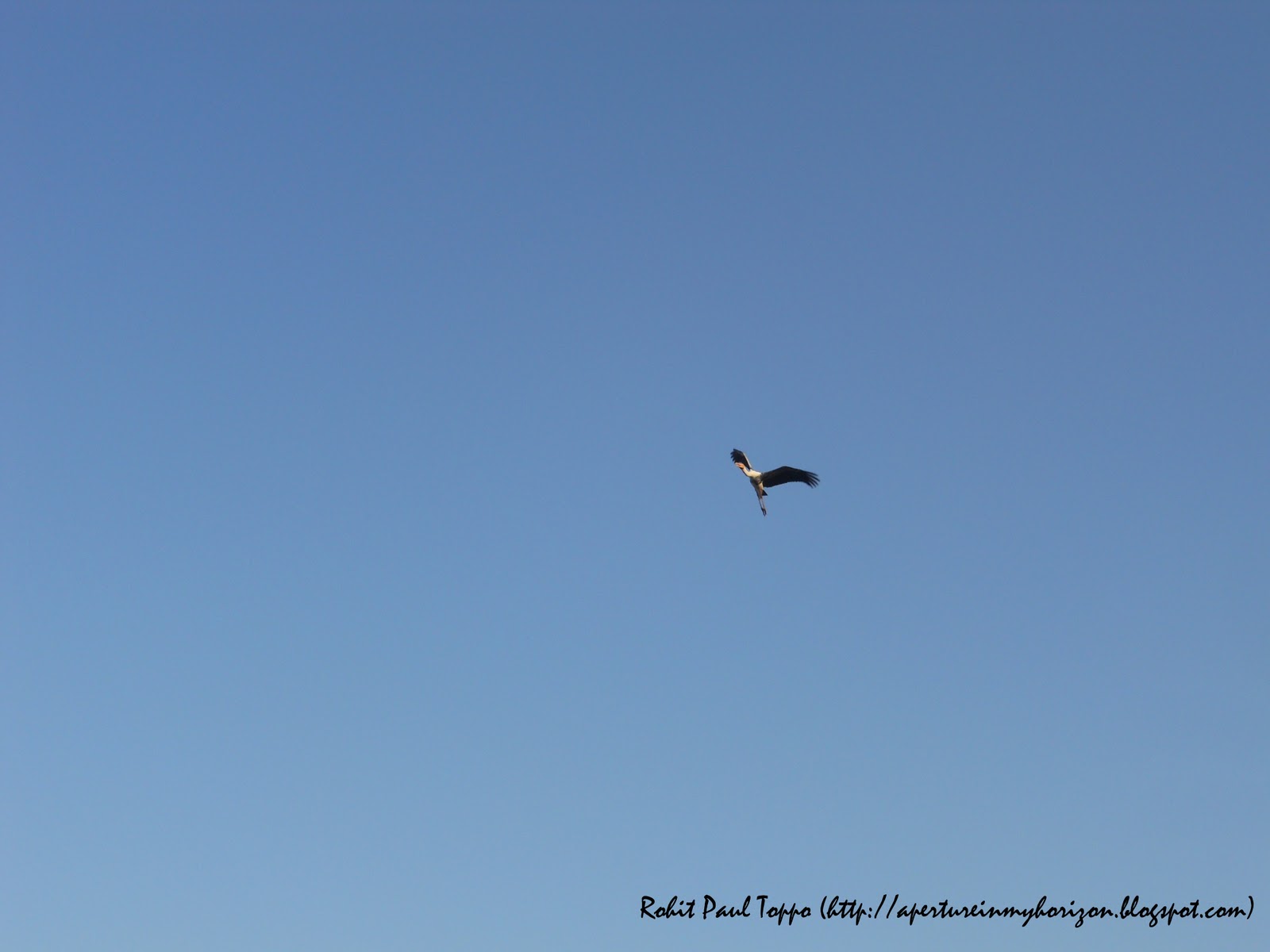 Aperture In My Horizon Flying High aperture-in-my-horizon-flying-high