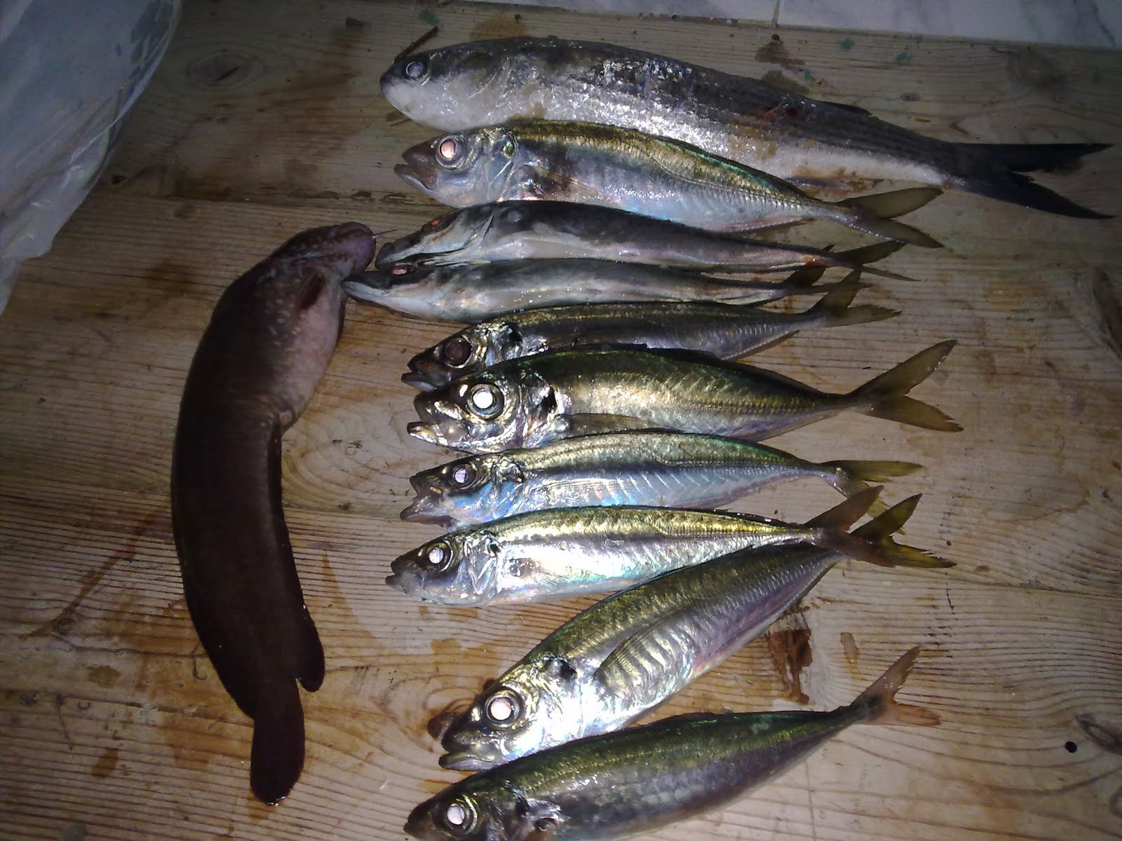 Pescando por Asturias: Operacion Chicharro 3: Exito