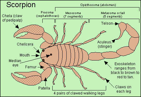 THE WORLD OF INSECTS AND ARACHNIDS: ARACHNIDS I